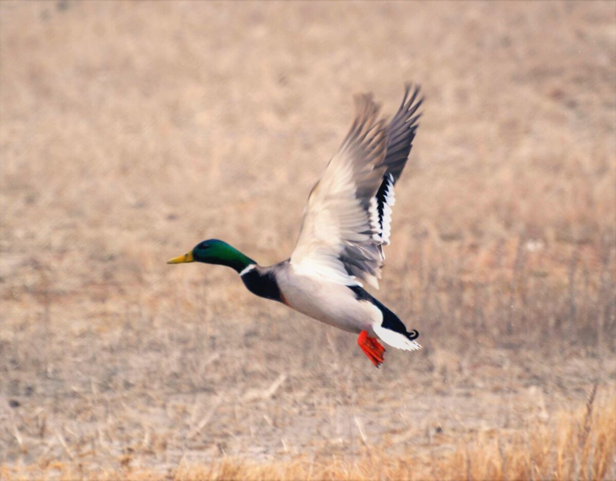 New website highlights waterfowl migration data | News, Sports, Jobs ...